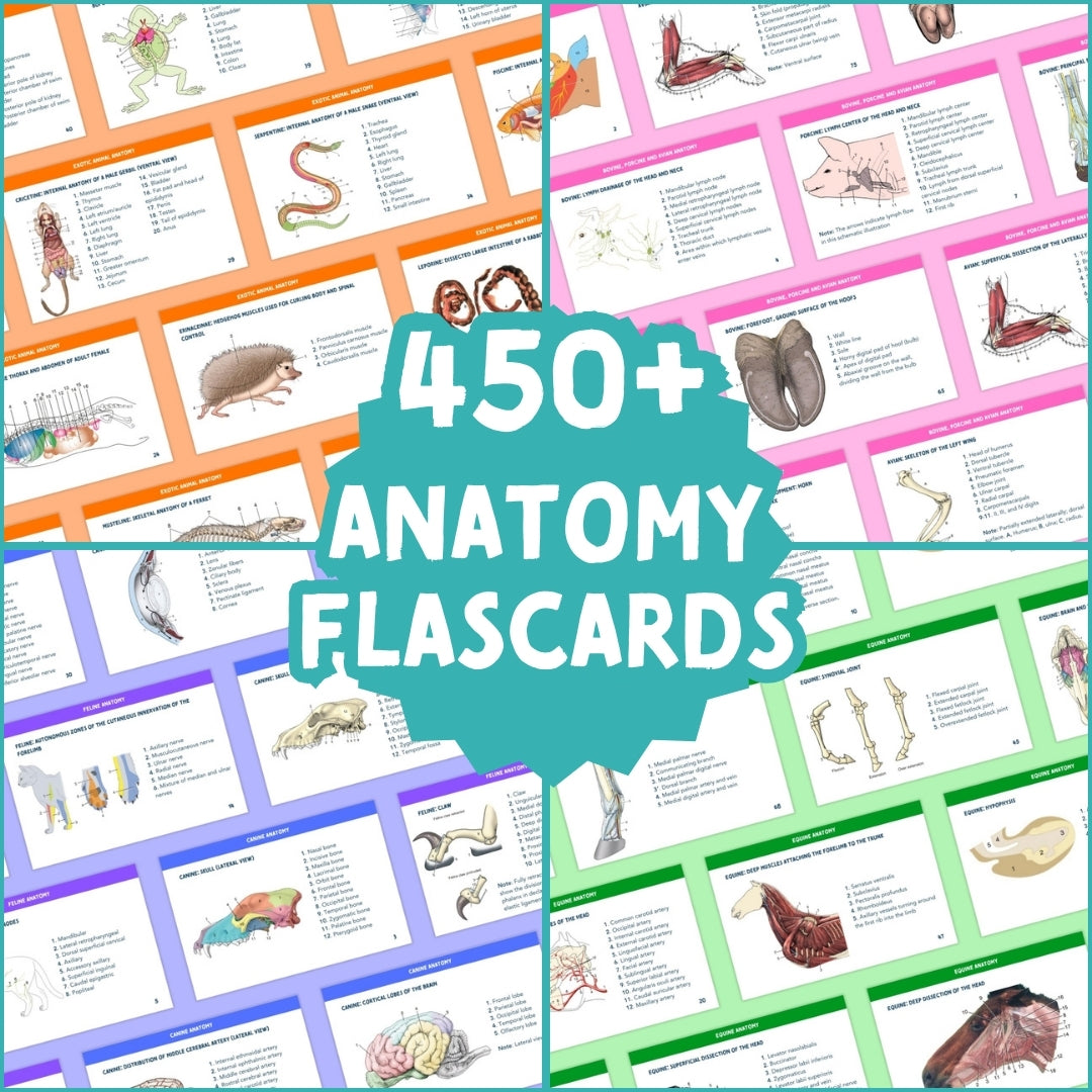 The Complete Vet Anatomy Flashcard Pack – Vet Study Bundle